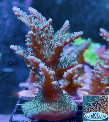 live coral Forest Green SPS Acropora, Medium Size Colony by ...