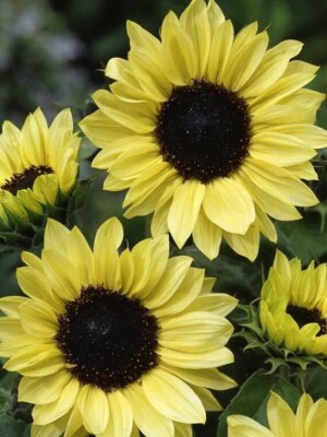 SUNFLOWER LEMON BLING F1 FLOWER SEEDS Sunflower Seeds Lemon Bling F1 ...