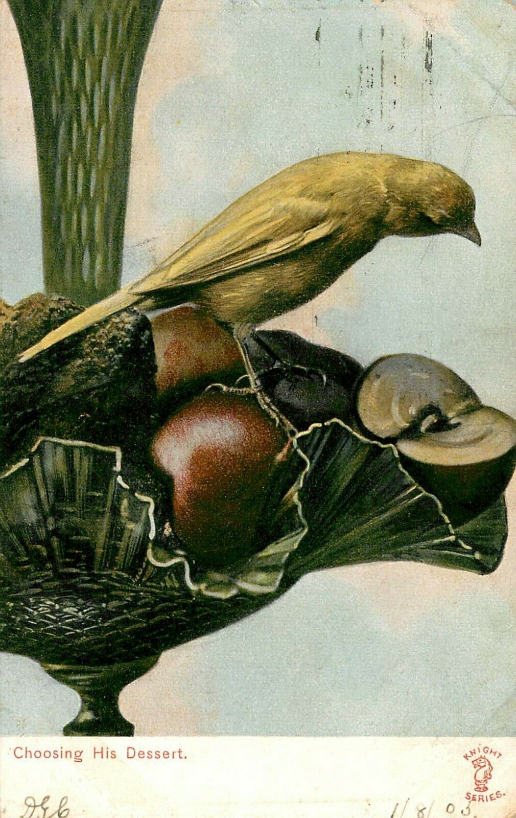 BIRD PLUMS CHOOSING HIS DESSERT - POSTCARD 1903 | eBay