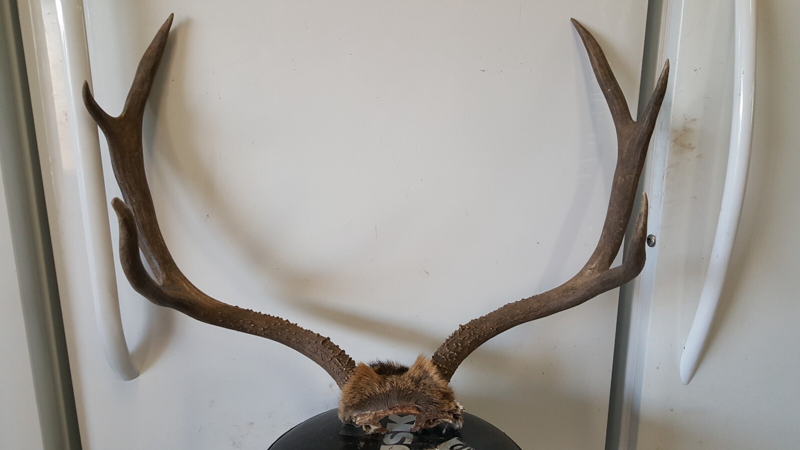 28 5/8 wide 3x3 Colorado MULE DEER RACK antlers whitetail mount sheds ...