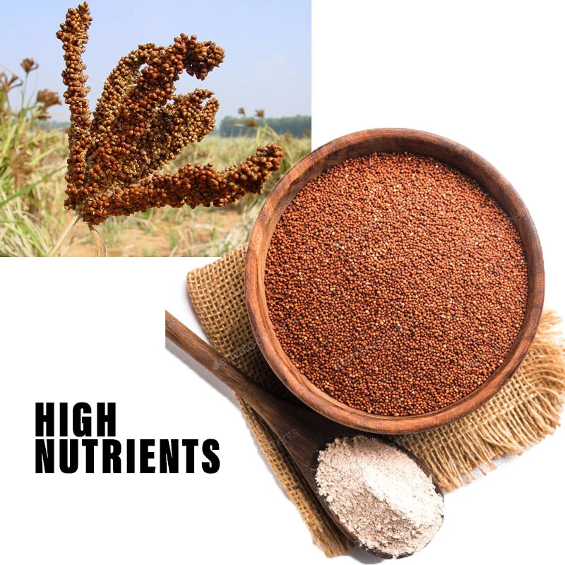 Finger Millets