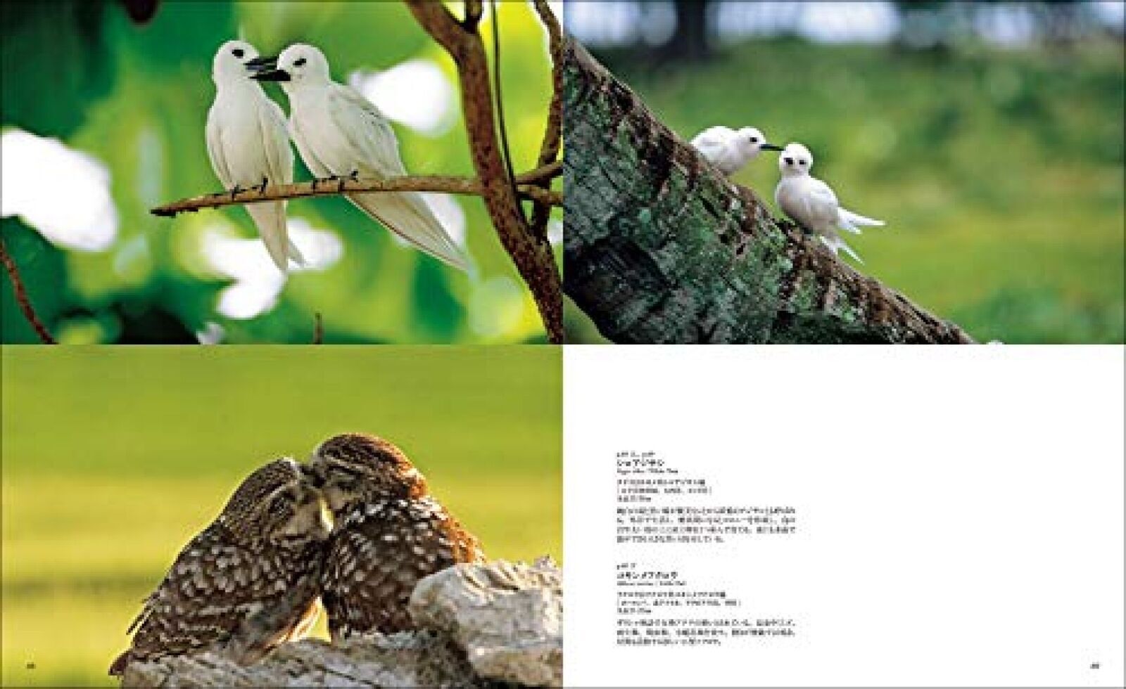 The world's most beautiful bird encyclopedia by Suzuki Rimo Japan | eBay