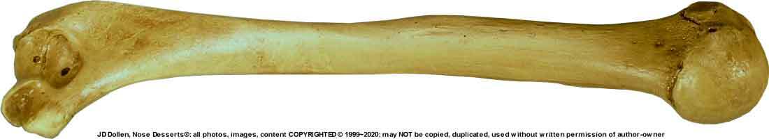Humerus Bones- Life-size- Pair- 2nd Class- Aged Version 3 Humerus Bone ...