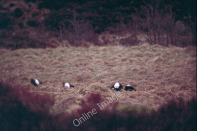 Photo 6x4 Forest of Birse Ballochan A Black Grouse lek in the Forest of ...