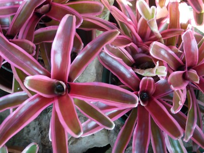 Neoregelia DONGER Bromeliad one tropical plant **SMALL** | eBay