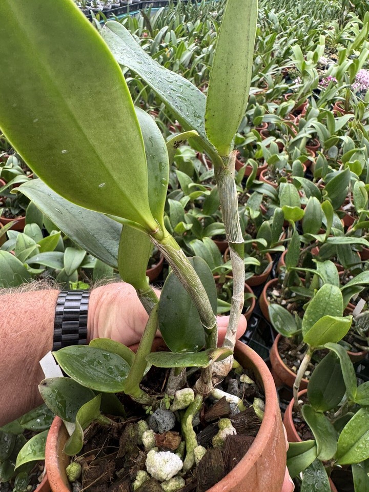 Rhyncholaeliocattleya Yuan Dung Python “Passion Fruit” Orchid plant BS ...