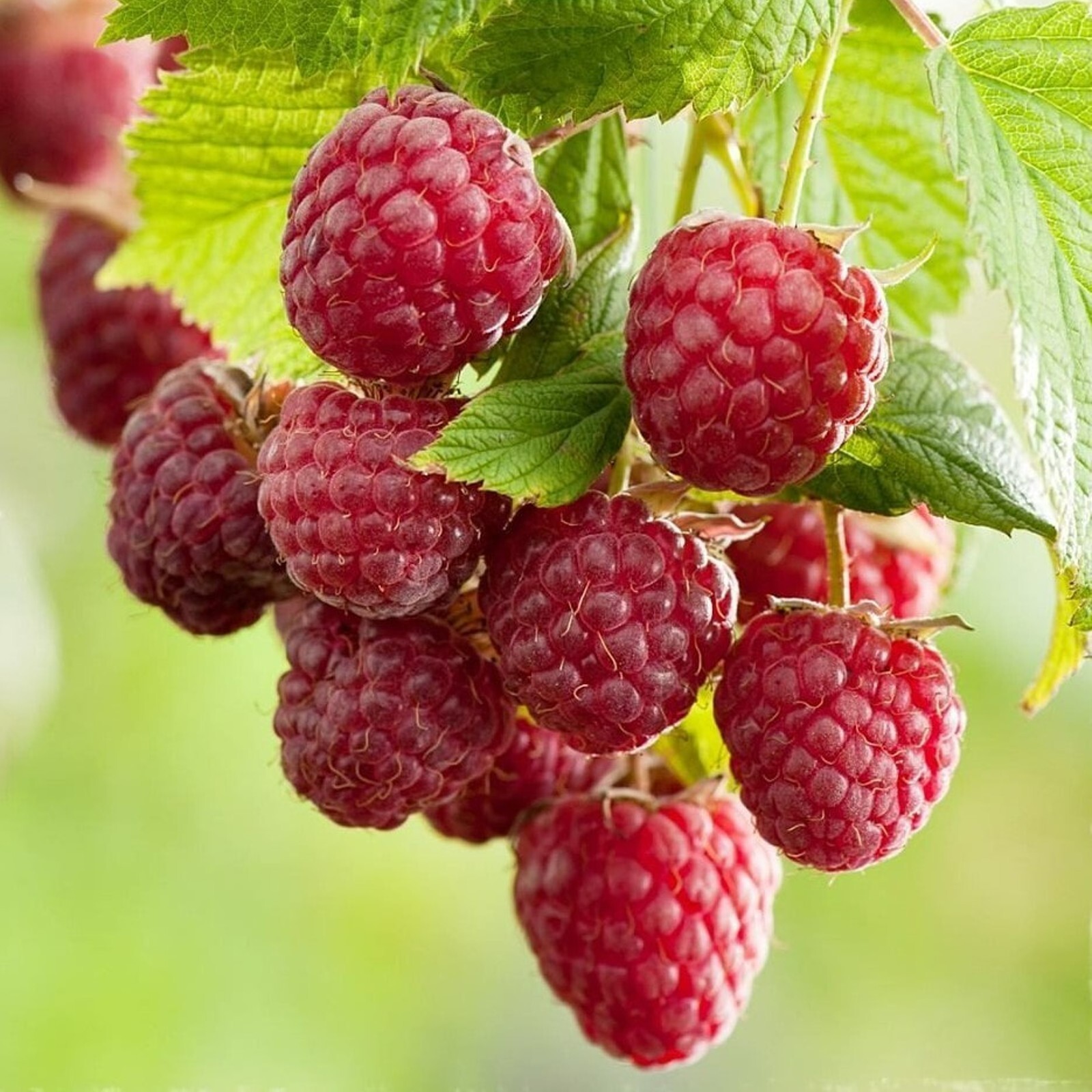 Raspberry Polka Bare Root 10 x Canes - Grow Your Own Fresh Raspberries ...