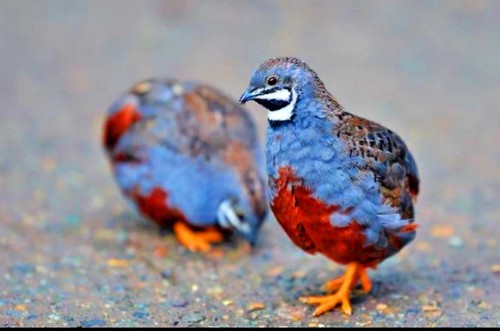 6 Pack-Mystery Box-Rainbow Button Quail Hatching Eggs! (Multiple Quail ...