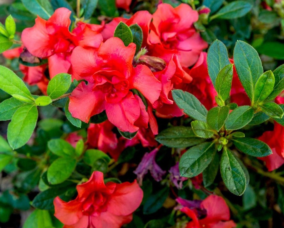 Red Azalea Live Plant 10 Inch Tall - 3 Inch Pots - Azalea Indica Alaska ...