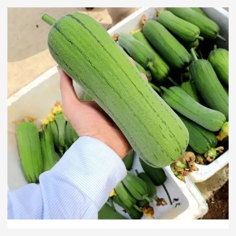 5g/30pcs Sponge Gourd Seeds, Luffa Seeds, Luffah Seeds, Chinese Okra ...