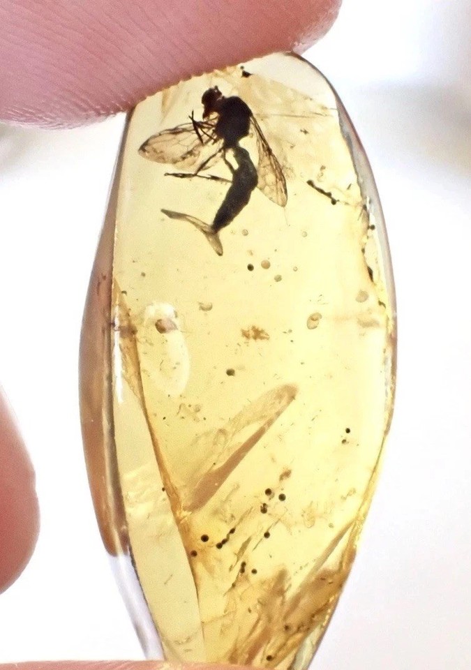 MASSIVE SHOW PIECE, EXTINCT WASP 99MYO Burmite Amber Fossil Insect ...