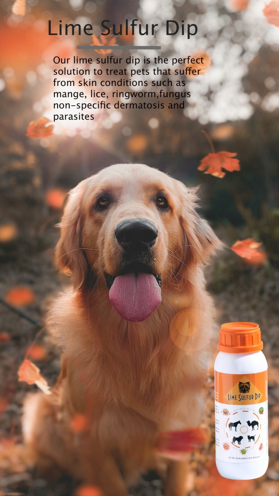 Classic's Lime Sulfur Dip - Pet Care Against Mange, Ringworm, Lice ...