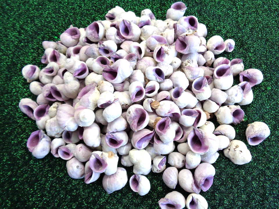 20 x SEA SHELLS EMPEROR PURPLE PERIWINKLE 10 - 20mm SPIRAL SNAIL MAUVE ...