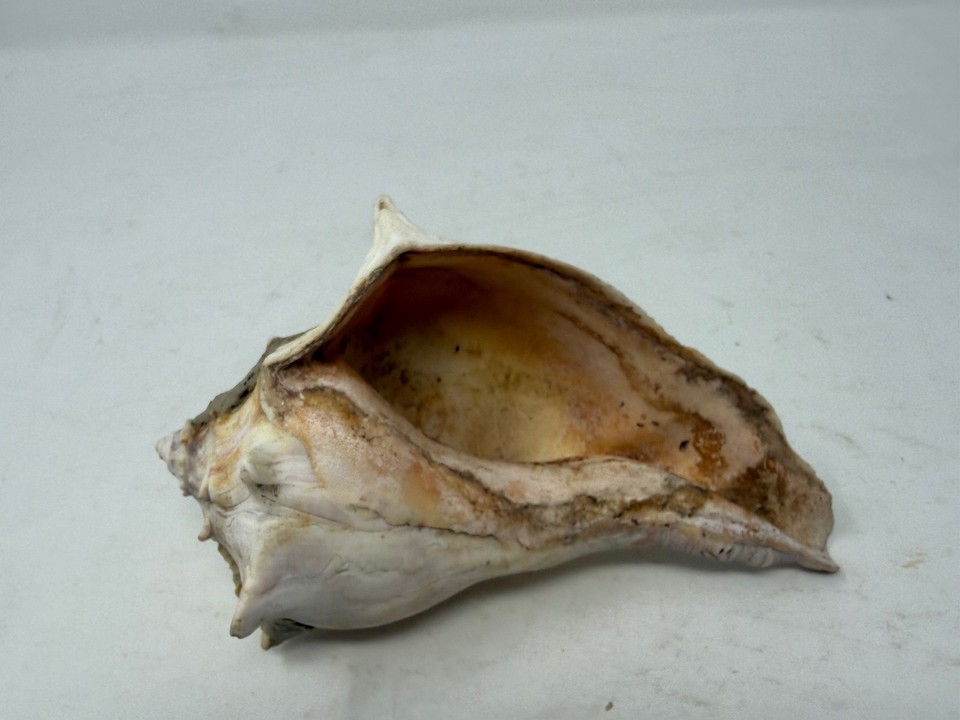 Large Conch Sea Shell Natural Decorative Collectible 7" | eBay