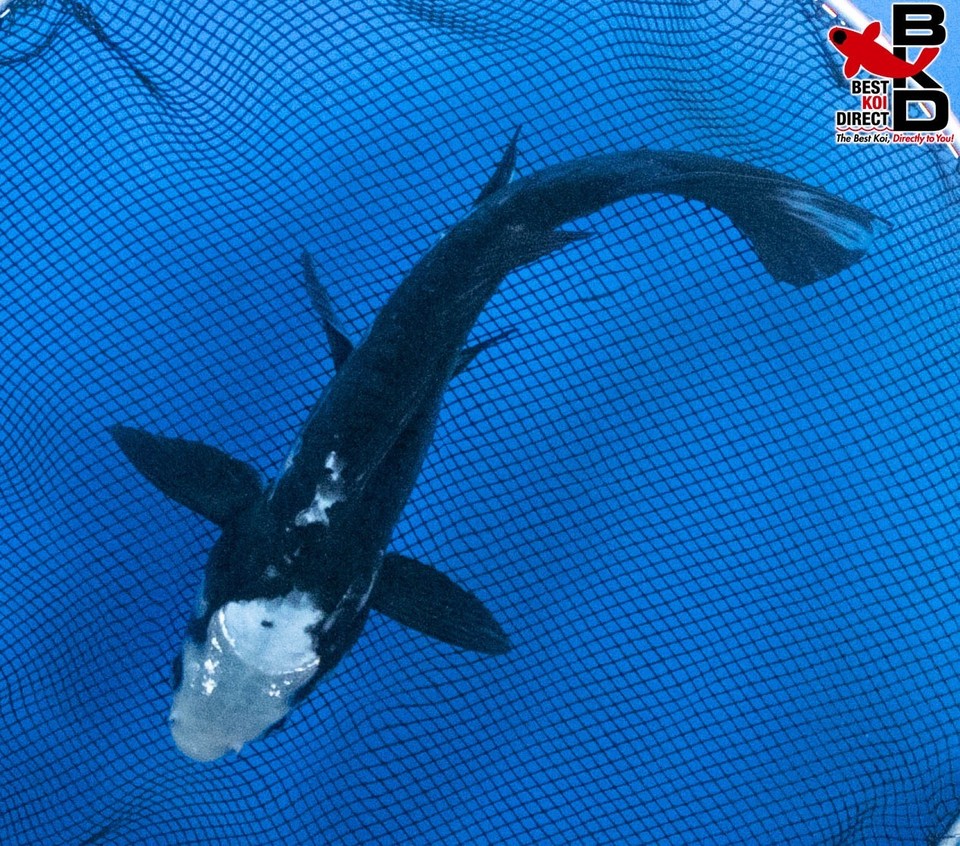 10" KUMONRYU Live Koi Fish Garden Pond 11/12 | eBay