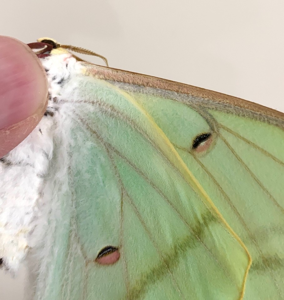 Insect Butterfly Moth Saturniidae Actias rhodopneuma-Pink Spirit Moth ...