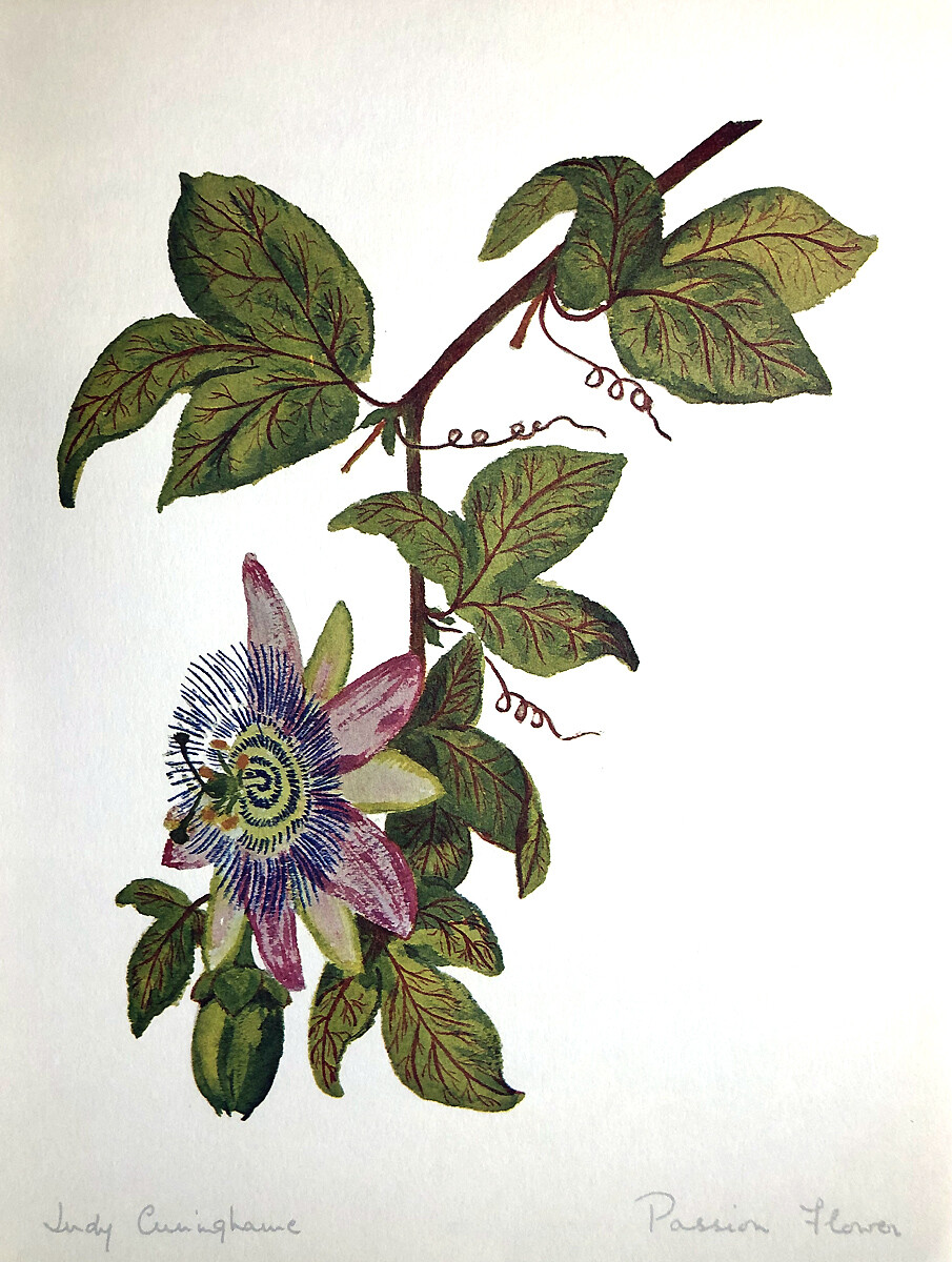 Passiflora Incarnata Drawing