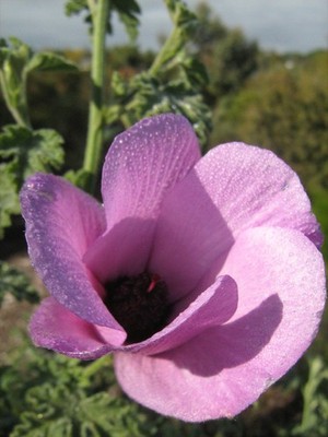 Alyogyne huegelii pink (Native Hibiscus) in 68mm SUPER TUBE native ...