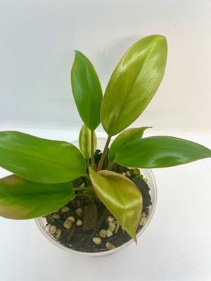 VERY RARE Philodendron Yellow Congo Mint Variegated Plant (NOT Alocasia ...
