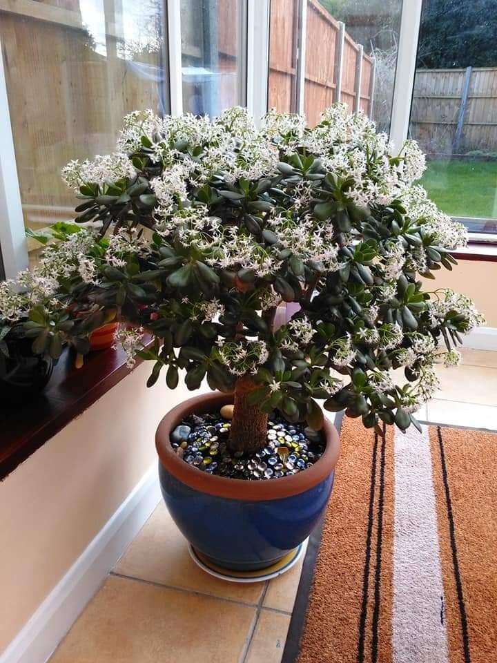 Money Tree Plant Flower Money Tree ⋆ Judy's Village Flowers ⋆
