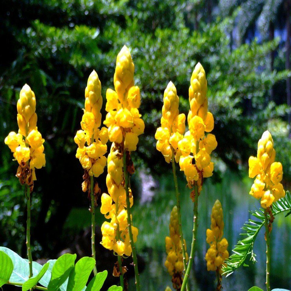 20 CANDLE BUSH SEEDS Cassia Alata Senna Tree Plant "Flowers Attract ...