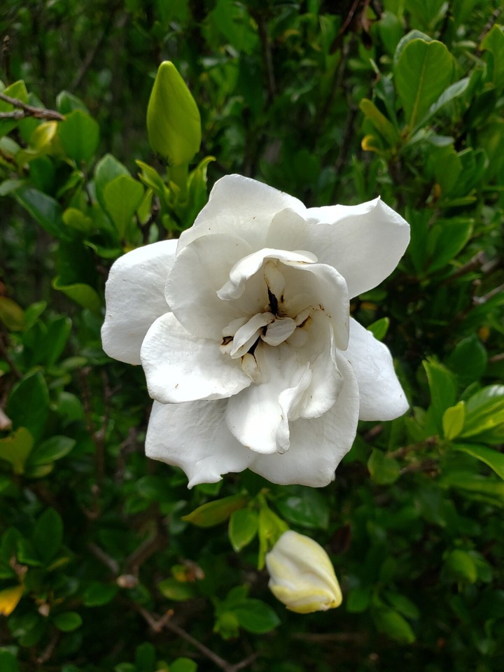 Signia Pure Portable Charger RIC with USB Charging Cable | eBay