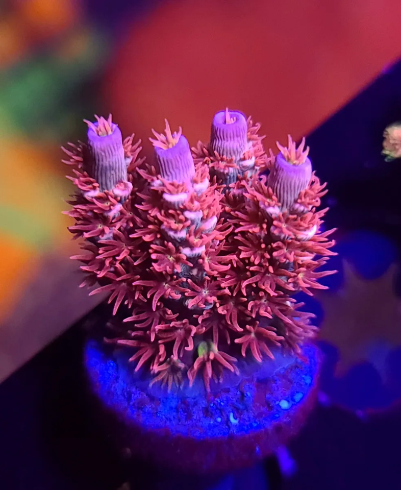 TGC Cherry Bomb Acropora * Acro * Live Coral Frag * AJs Aquariums | eBay
