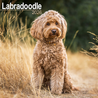 Labradoodle 2026 Calendar | Dog Breed Gift Wall 20% OFF MULTI ORDERS ...