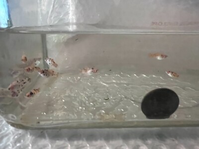 Pepper Red Platy Fry (10 PK UNSEXED) | eBay