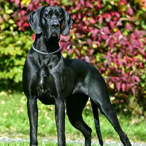 Cohara Collectibles And Supply | eBay Stores