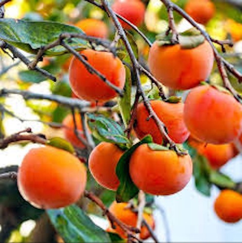 1 Live American Persimmon Tree 12-24in Diospyros virginiana Live Tree ...