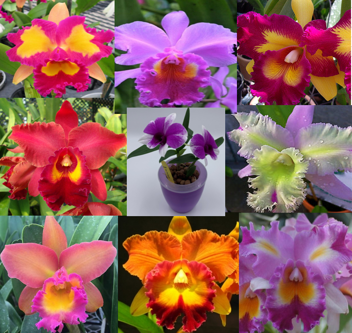 (M9) Choose 4+ Live Orchids plants | eBay