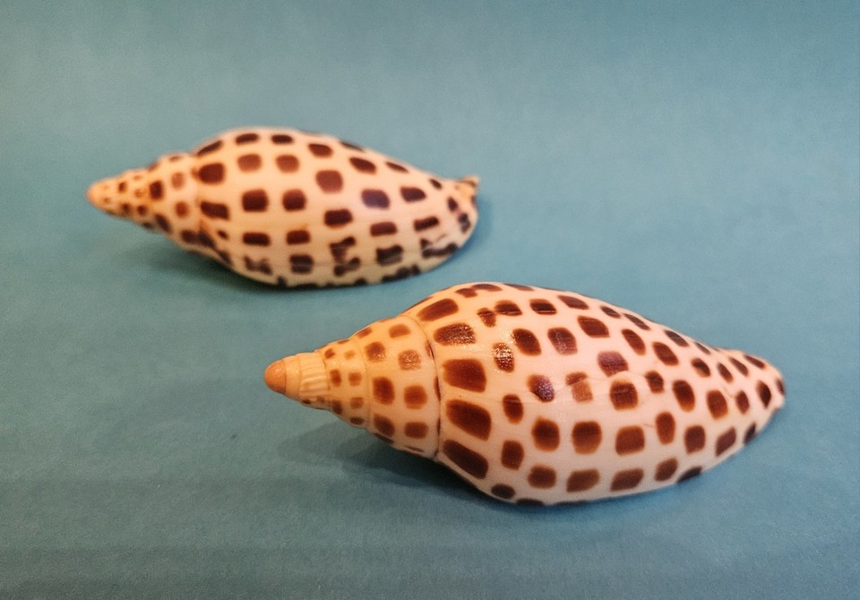 Two Vintage Scaphella Junonia Shells | eBay