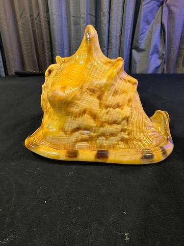 Large Queen Helmet Horned Conch Shell 7.5 inches | eBay
