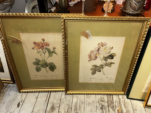 Pair of Rose Prints After P.J. Redoute 22"W x 26"H | eBay