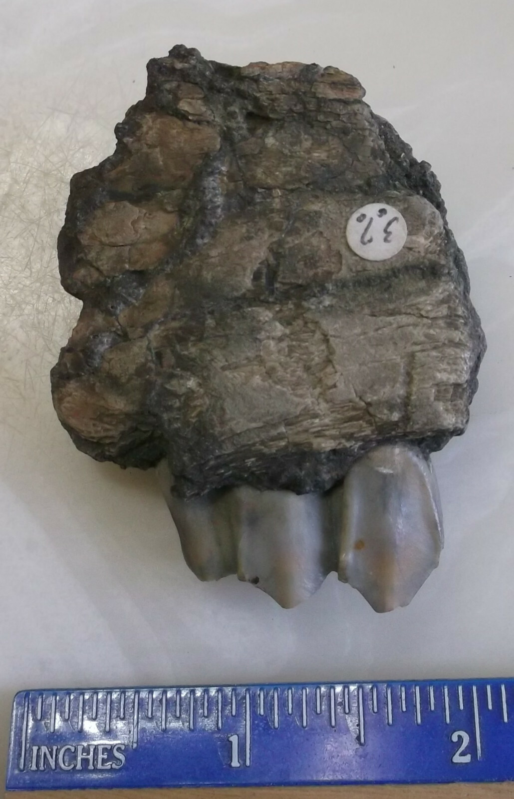 "RARE" Pleistocene Fossil Camel Lower Jaw From Texas City Dike, Texas ...