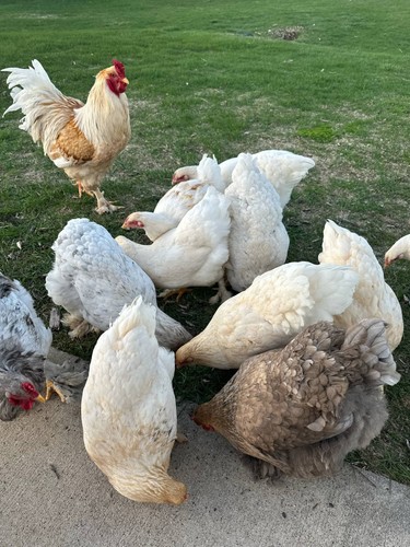 12 Giant Blue Splash/Lemon Pyle Brahma Hatching Eggs | eBay
