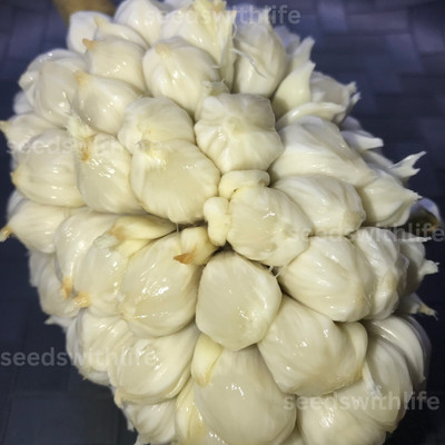 Very Rare Marang (Artocarpus Odoratissimus) Fruits 10+ S.E.E.D.S Free ...