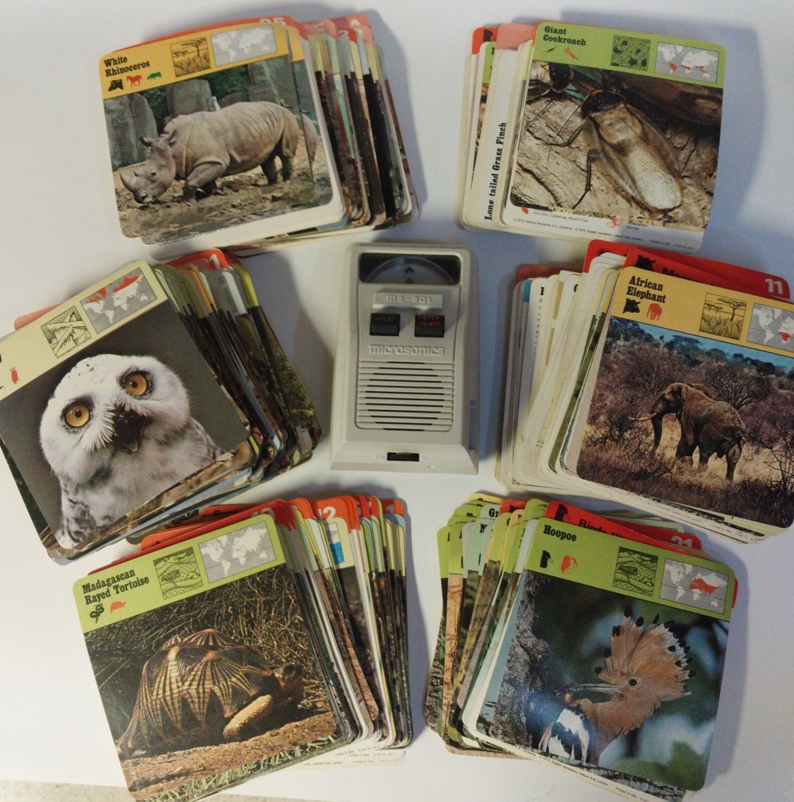 400+ Safari Cards W/ Audio Player Knowledge Rencontre Animals Fish ...