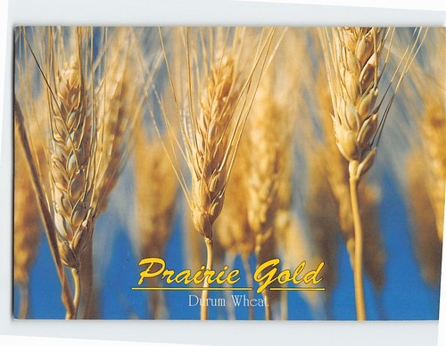 Postcard Prairie Gold Durum Wheat Saskatchewan Canada | eBay