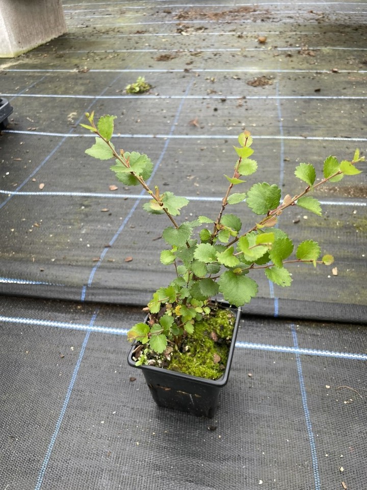 Dwarf Birch Tree - Betula nana 🇬🇧 UK Grown 20-40cm 9cm Pot | eBay UK