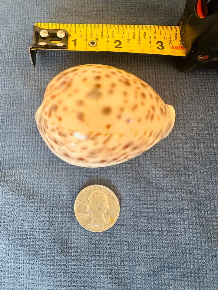 Rare Vintage Cypraea Tigris 3 1/4 " White Spotted Hawaiian Tiger Cowry ...