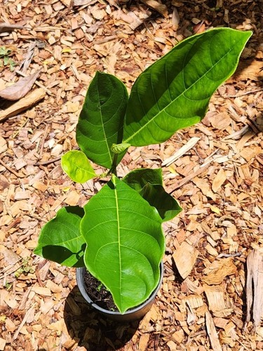 Live Jackfruit Fruit Tree Ready To Plant Rare Tropical | eBay
