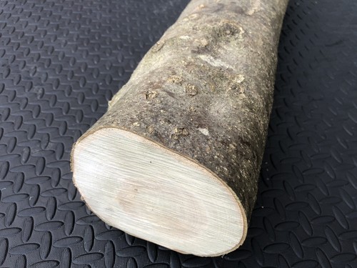 Holly Tree Wood Working Turning Timber Log DIY Craft Project 115mm ...