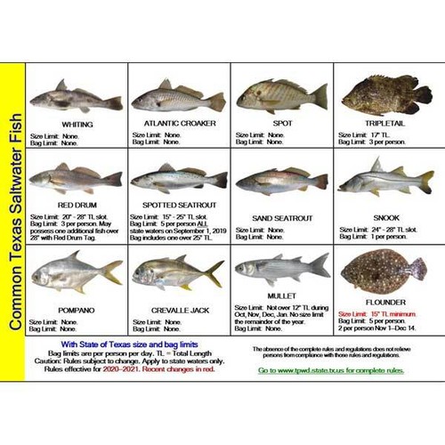 Saltwater Fish ID and Regulations MINI Card - Texas | eBay