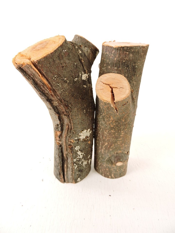 2 Apple Wood Stick Log Chunk Carving Blank Craft Forked Crotch 2 1/4~2 ...