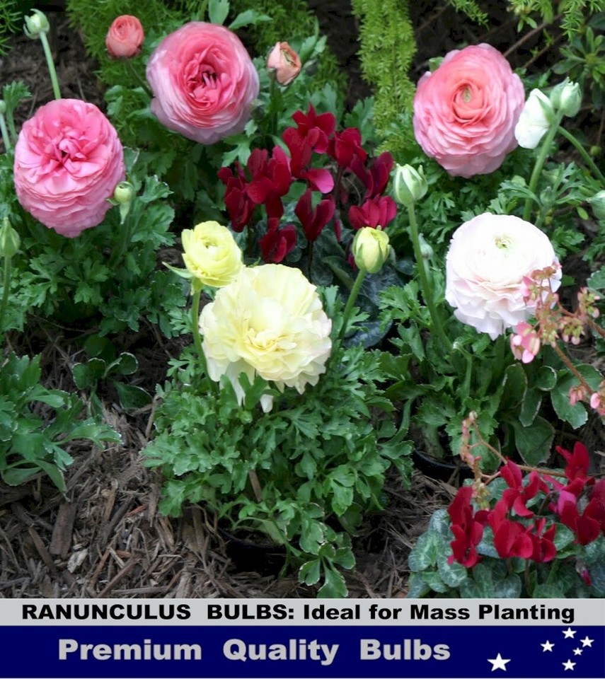 RANUNCULUS -BULBS BURGUNDY 25x BULBS | eBay Australia
