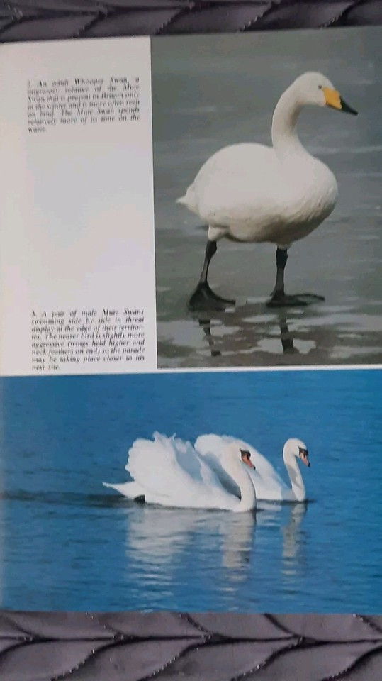 The Mute Swan by Janet Kear ( Shire Natural History) 9780852639481 ...