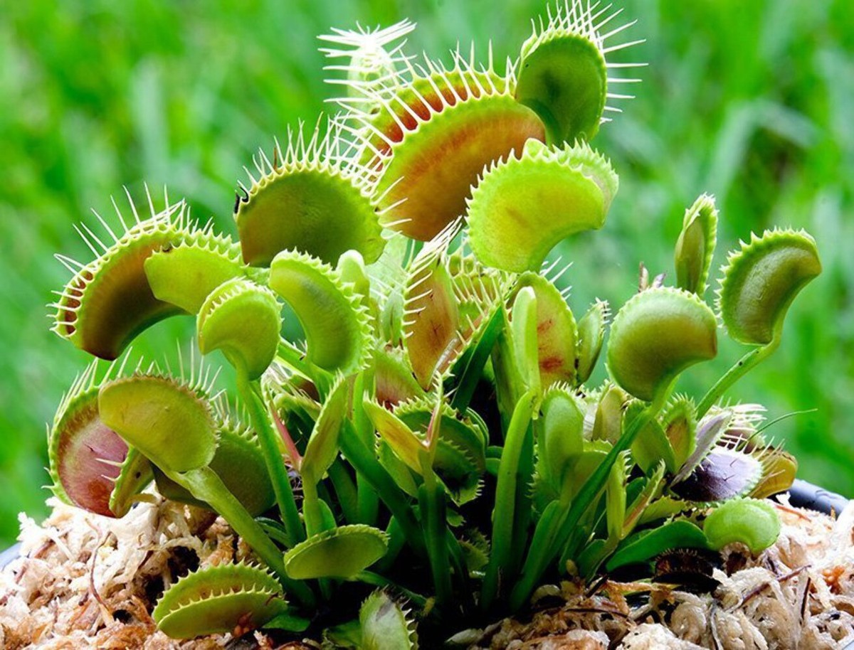 Venus Fly Trap Wallpaper
