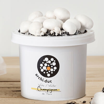 Mushroom Growing Kit | Grow Your Own White Button Mushrooms | Kitchen ...